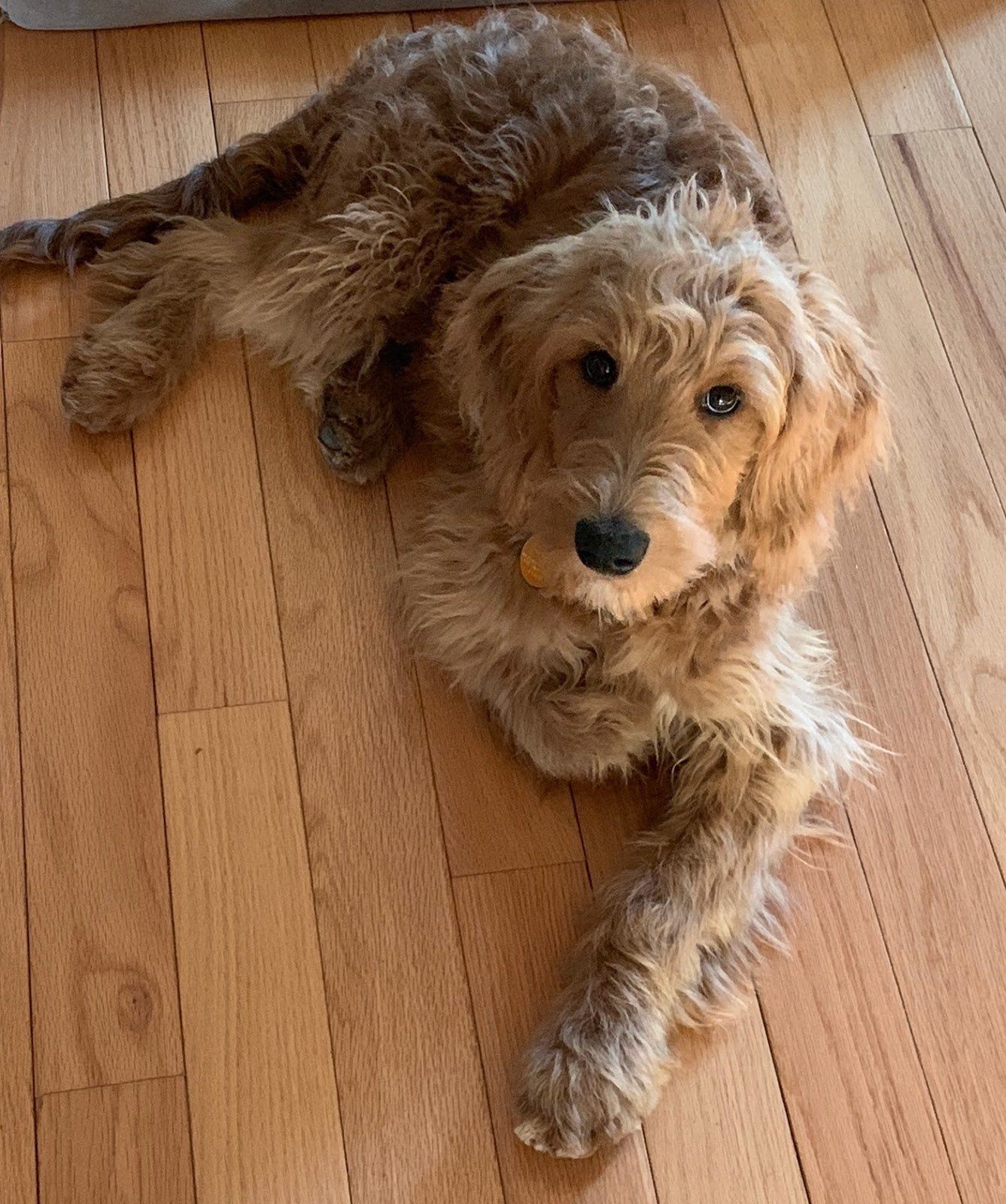 A Fun Activity For An Active Puppy – PupPod