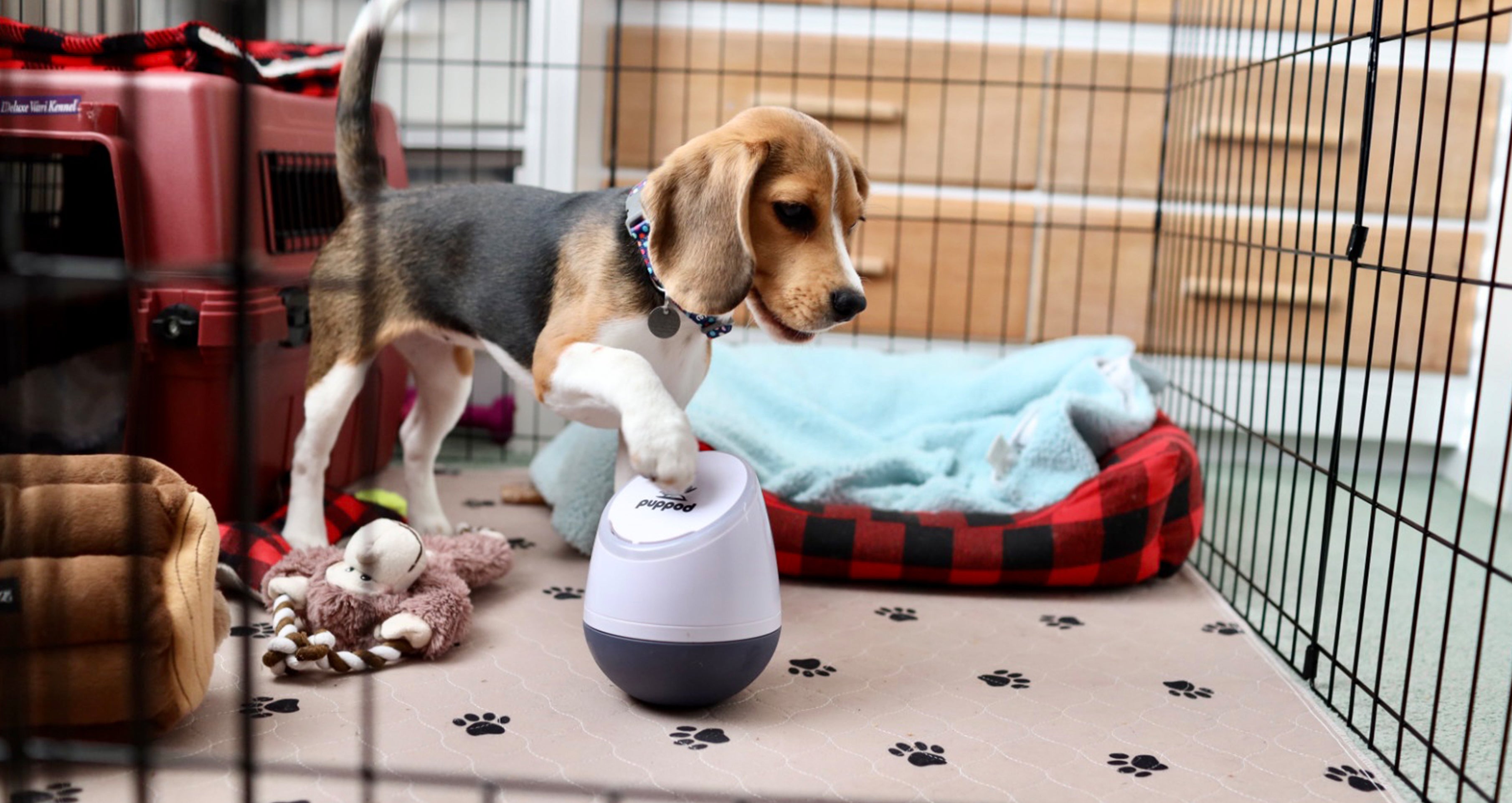 How PupPod Can Help Train Your Dog