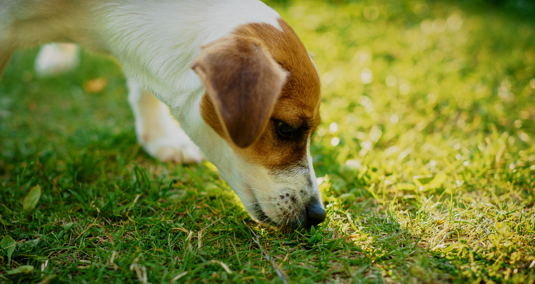 What is a Decompression Walk for Dogs? – PupPod