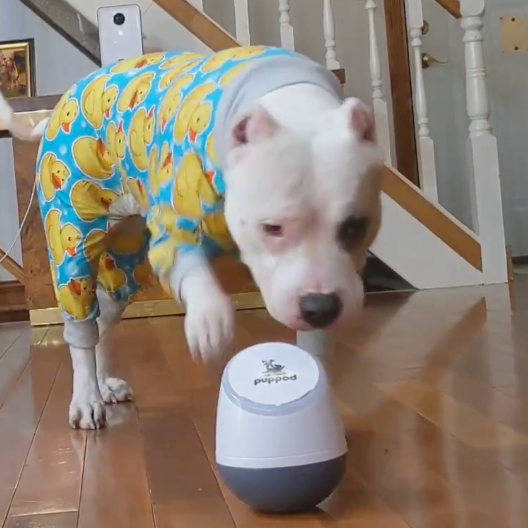 Become a PupPod Influencer